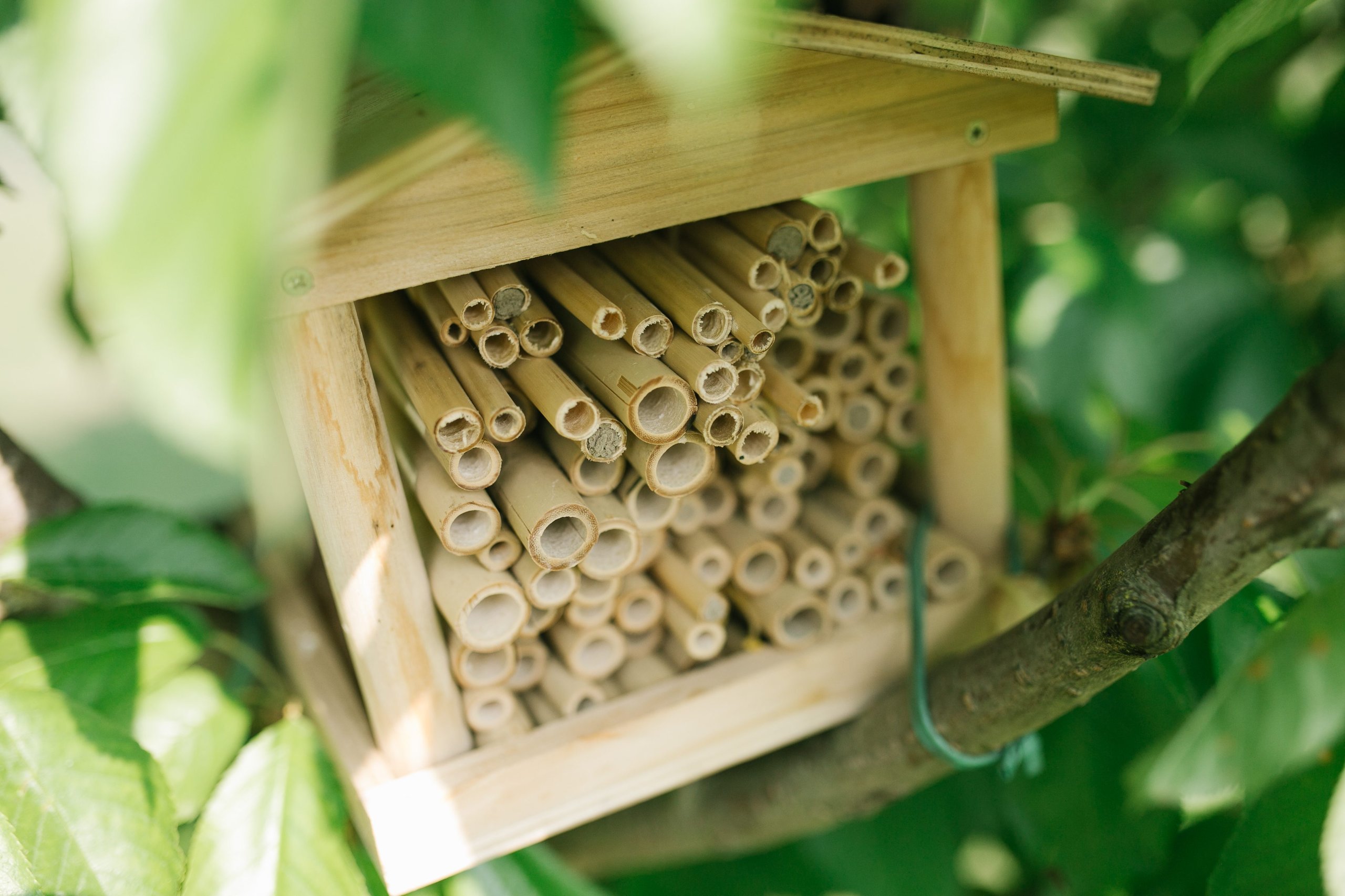 Lamborghini Bee Monitoring: Digital Hives at Sant'Agata
